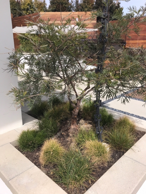 How to make a small tree out of a large shrub » Sage Outdoor Designs